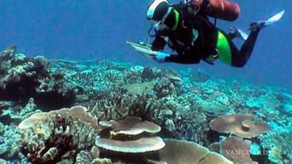 Australia crea la red de reservas marinas más grande del mundo