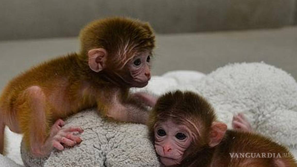 Científicos crean los primeros monos quiméricos