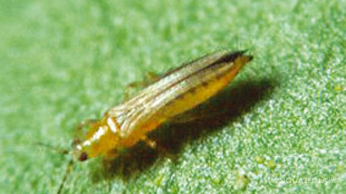 Hallan evidencia de polinización más antigua