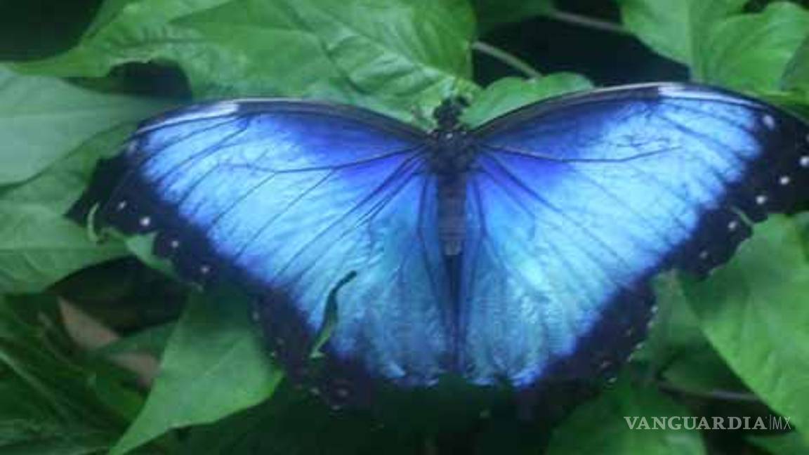 Mariposa azul de Miami se convierte en especie protegida