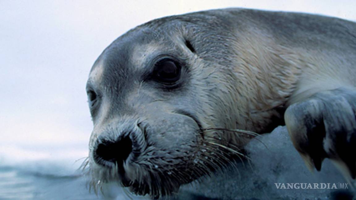 Descubren hueso de la foca más antigua conocida