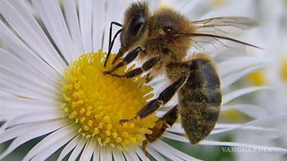 Las abejas también tienen personalidad