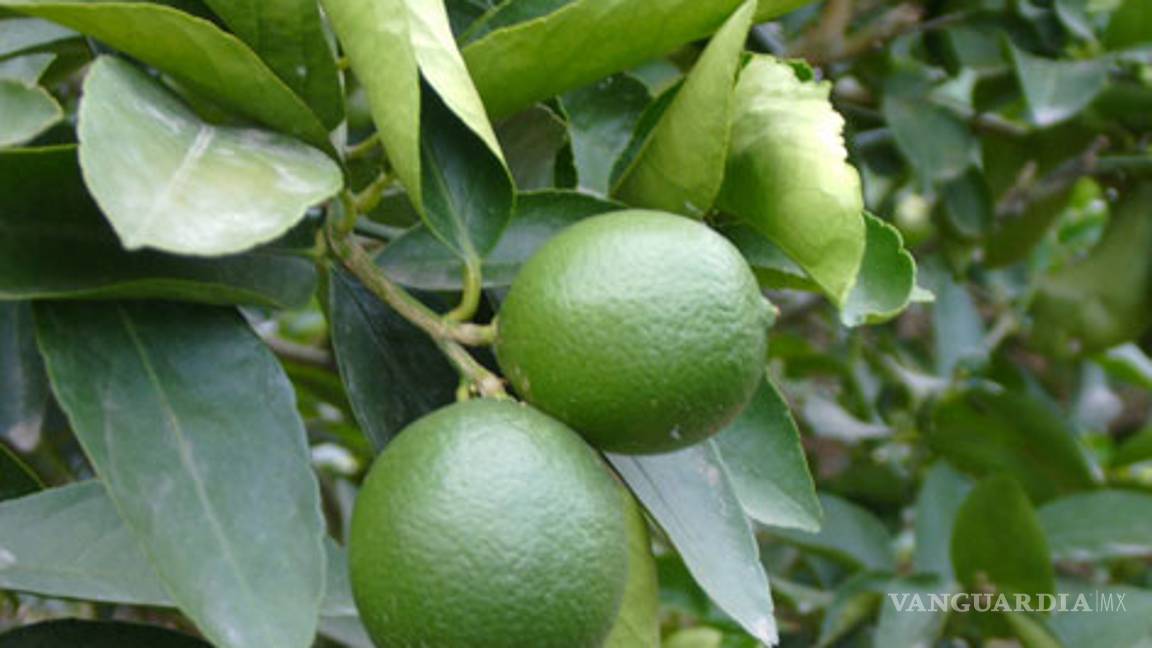 Buscan mejorar producción de lima persa