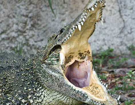 Decomisan animales en peligro de extinción en Veracruz