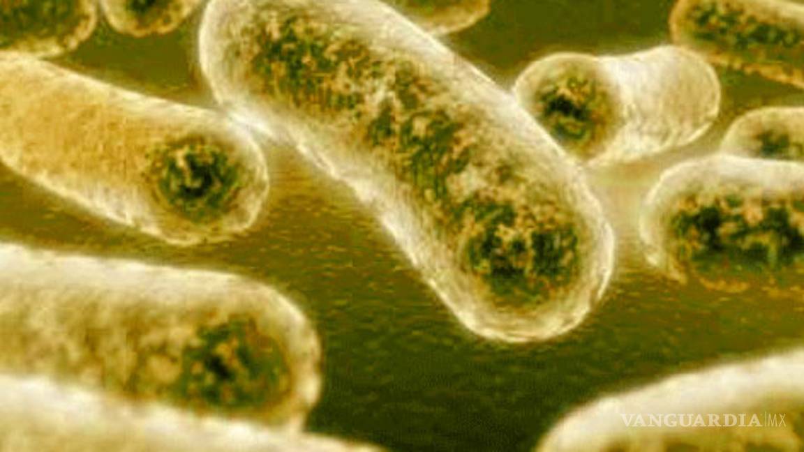 La gonorrea podría convertirse en enfermedad incurable: ONU