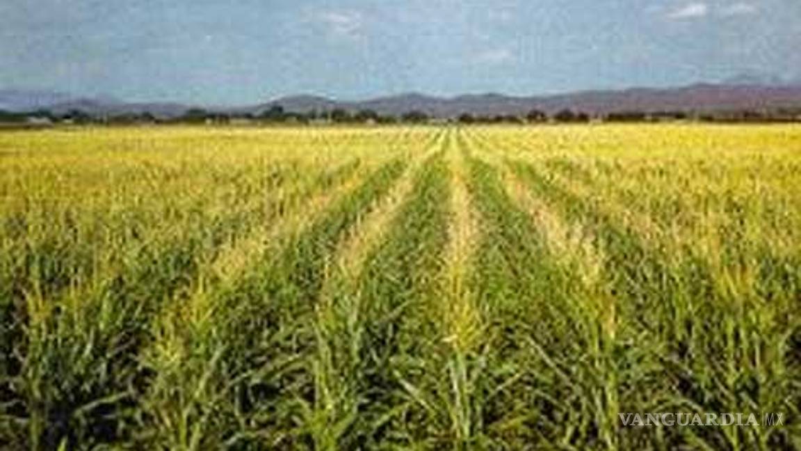 Nivel de latifundio paraguayo impide desarrollo del país