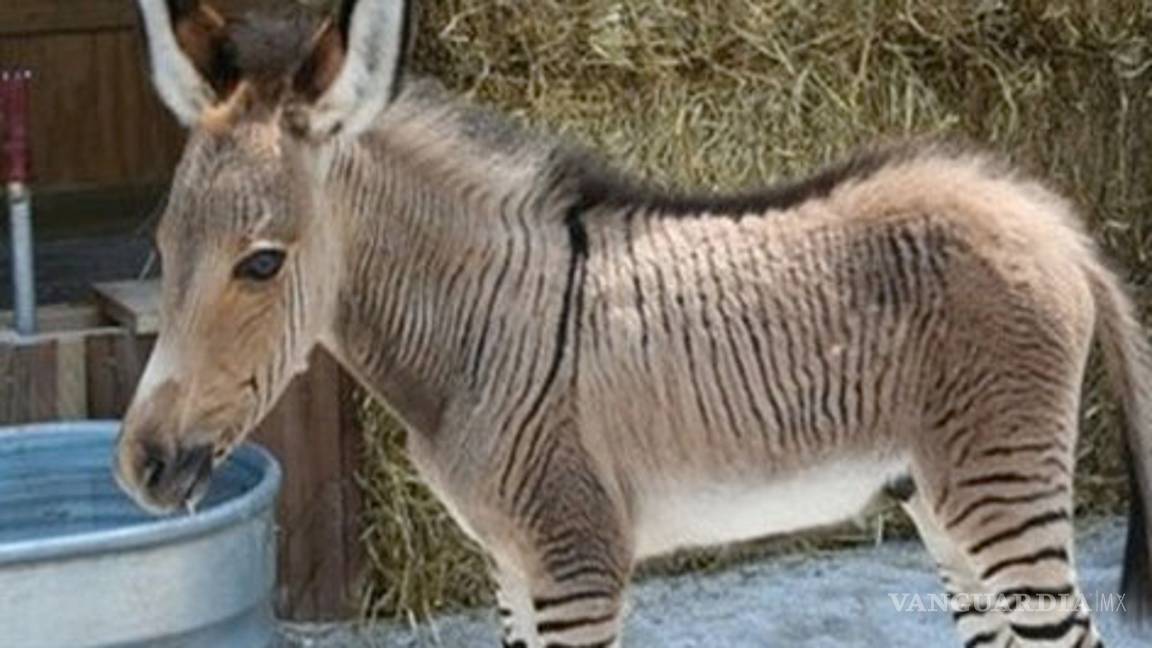 Nace 'cebrasno' en Cuba , cruce de cebra y asno