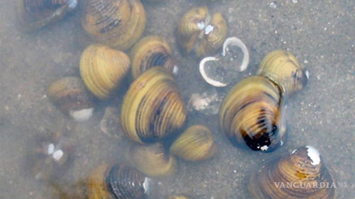 Diminuta almeja asiática contamina lagos en Estados Unidos