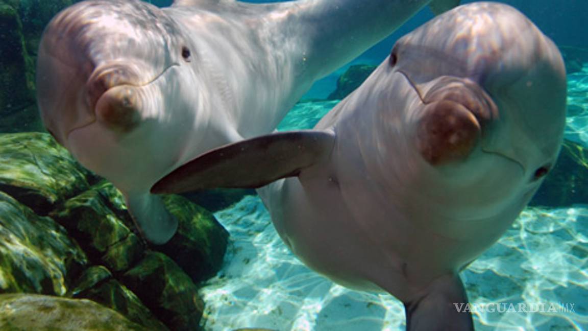 Descubren nueva especie de delfín en Australia