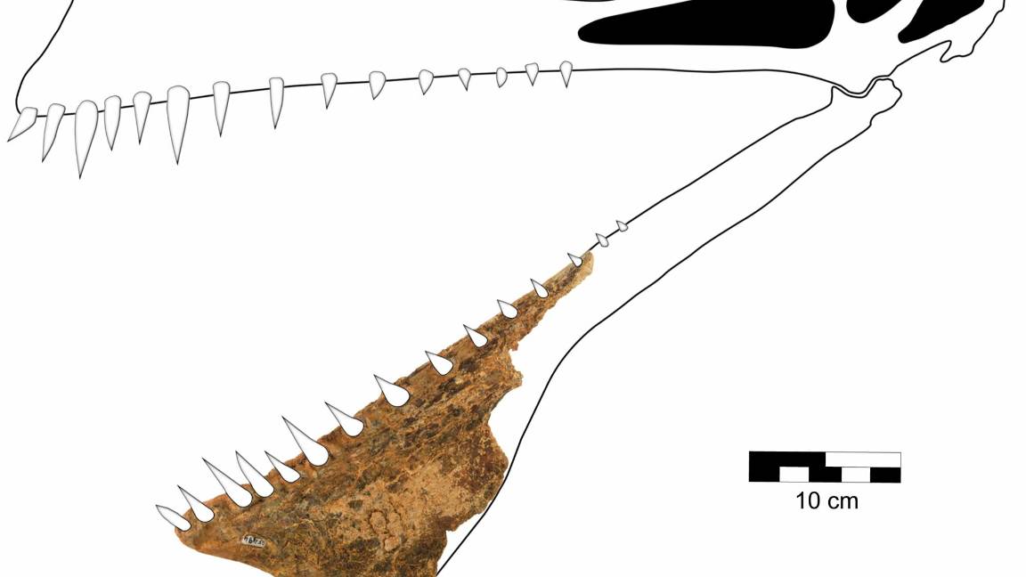 Conoce al pterosaurio Thapunngaka shawi, el dragón prehistórico