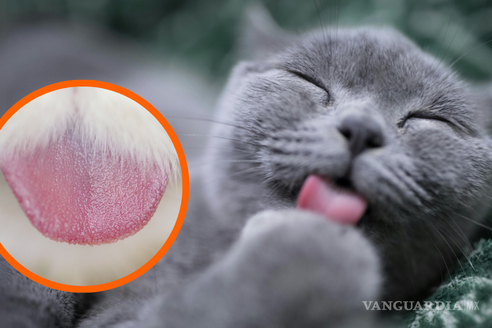 ¿Por qué la lengua de los gatos es áspera? La ciencia detrás de las ...