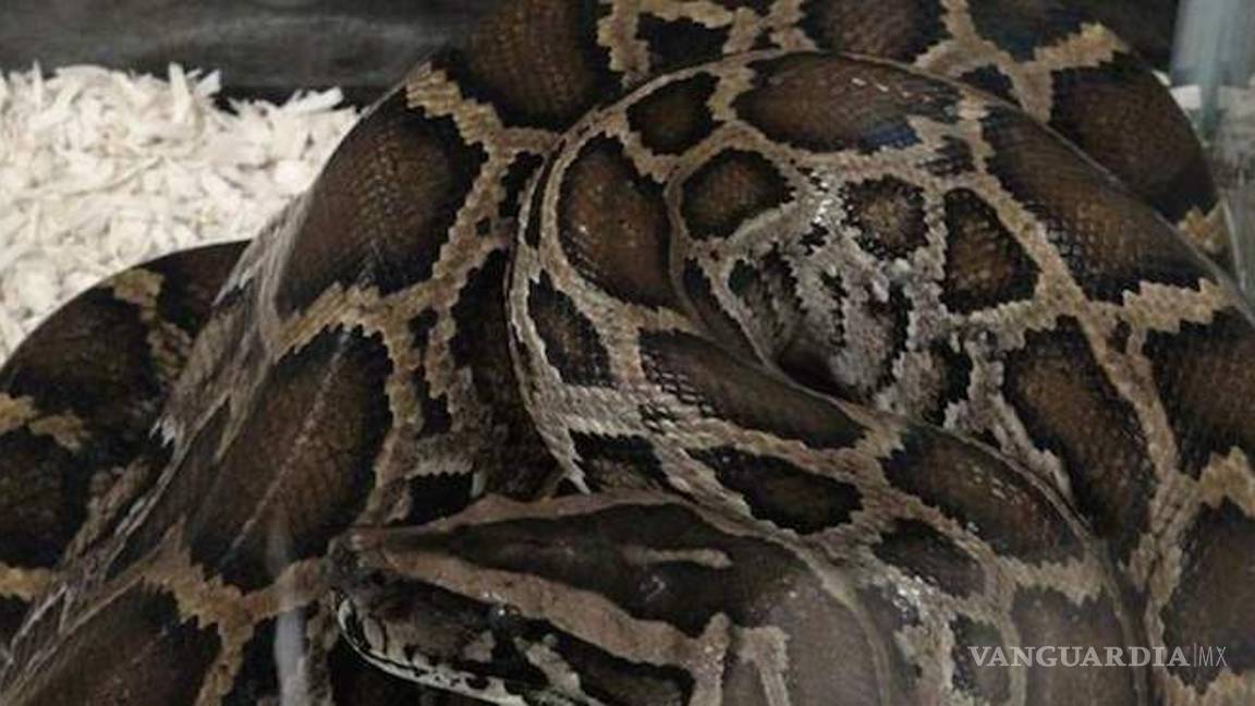 En Florida, encuentra pitón mientras lava su ropa; es la tercera víbora ...