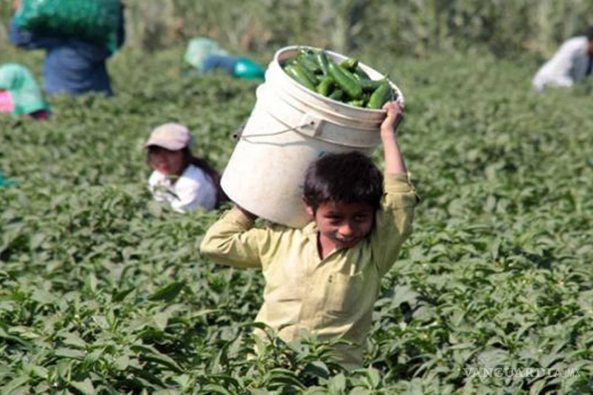 Explotan a niños indígenas en campos agrícolas de Guanajuato