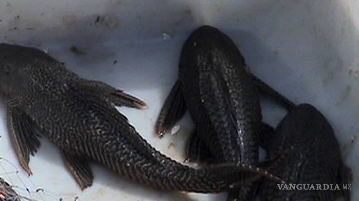 Invade el Pez Diablo ríos de Coahuila; en peligro especies de pesca ...