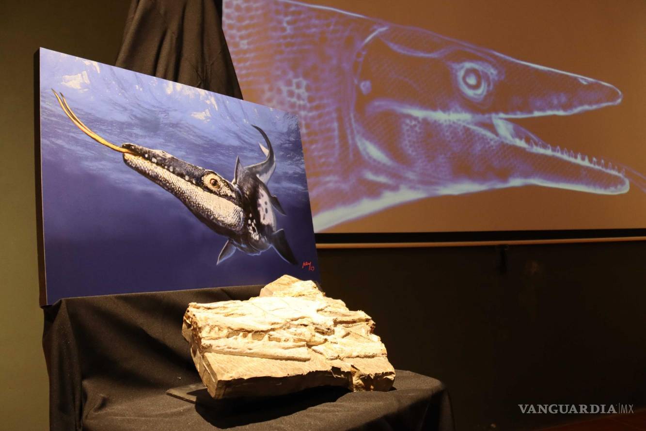 Tras hallazgo de cantereros, presentan en Museo del Desierto a inédito ...