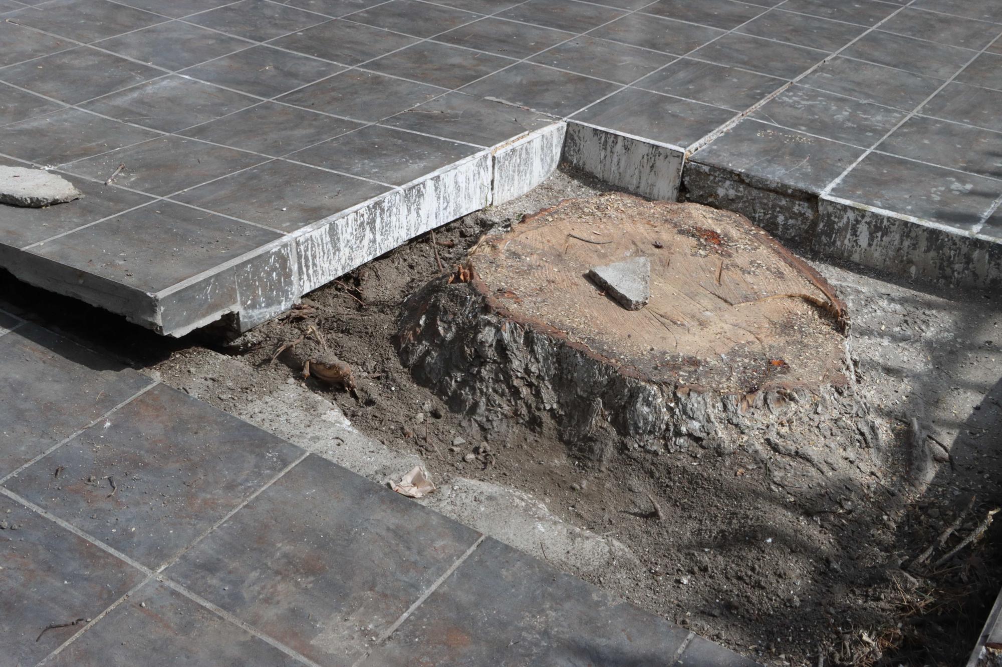 Podan y talan antiguos árboles en Escuela Primaria Centenario de ...
