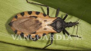 ¡Cuidado con la Chinche besucona!... ¿Por qué es tan peligrosa y en qué ...