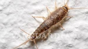 ¿Has visto a este insecto en tu casa? ¡Cuidado!... te contamos por qué ...
