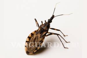 ¡Cuidado con la Chinche Besucona!... ¿Cómo puedes identificarla y por ...