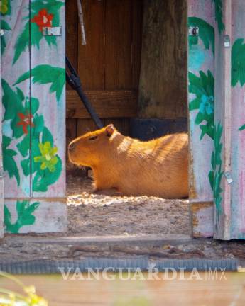Dónde ver capibaras en Semana Santa: en estos lugares de México puedes ...