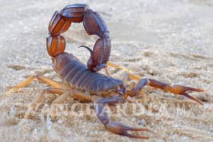 ¿Cómo saber si un alacrán es venenoso o inofensivo?... Así puedes ...