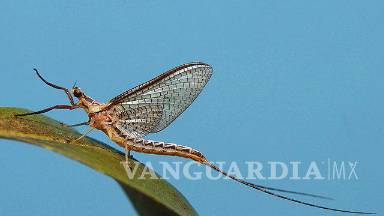 ¡Vivir un día! Este insecto vive tan solo 24 horas... y otros 9 ...