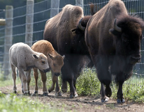 Indígenas celebran el nacimiento de un bisonte blanco en Connecticut