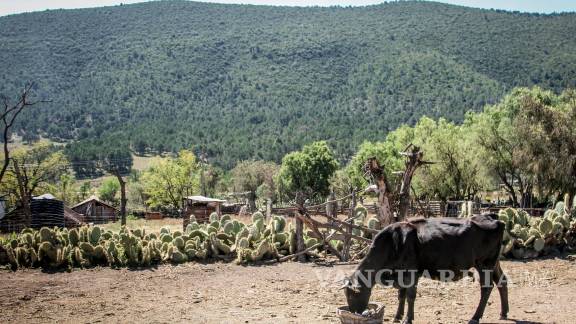 Sierra Zapalinamé: el 'pulmón de Saltillo' cumple 20 años como Área ...