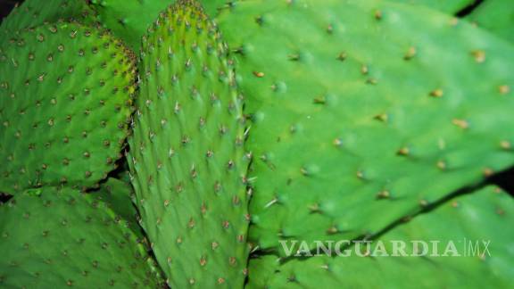 Bioplástico hecho de nopal mitigaría contaminación ambiental
