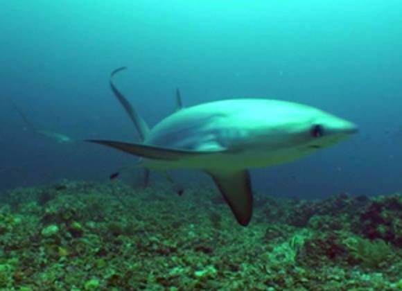 Tiburón zorro halla refugio en una isla filipina