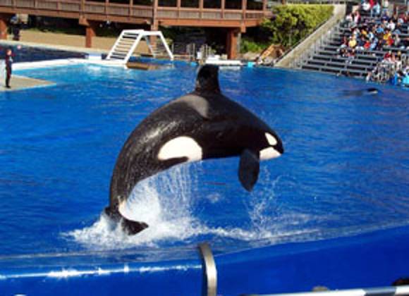 Orca de SeaWorld mató a su entrenadora