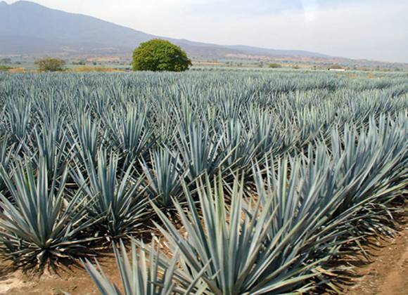 Agave combate cáncer de colon y diabetes