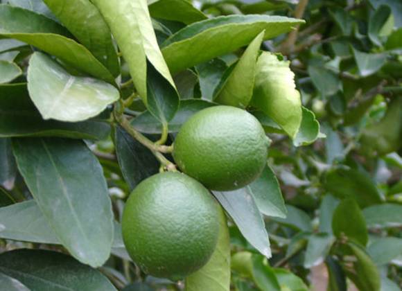 Buscan mejorar producción de lima persa