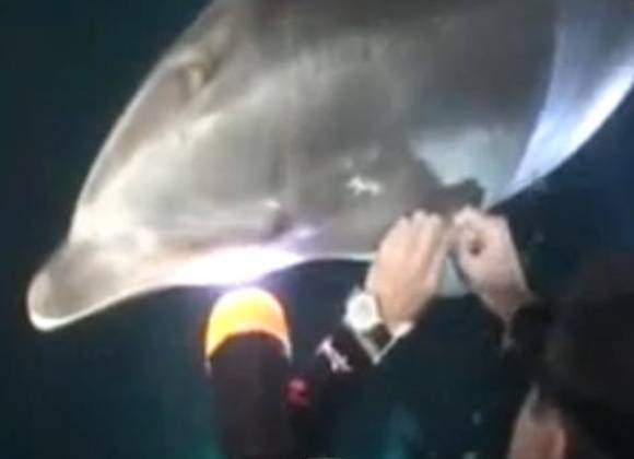 Delfín pide ayuda a humano para liberarlo (Video)
