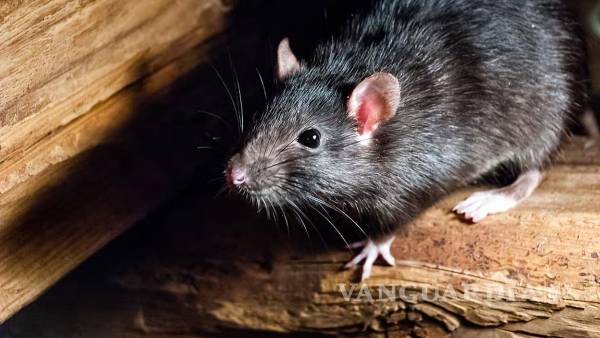 ¿Ratas en tu hogar?... cuál es la mejor forma de eliminarlas