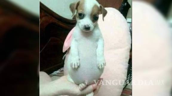 'Todo chiquito, todo panzón'... el origen del 'Perrito Panzón' y los ...