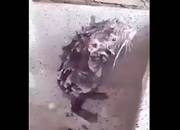 ¡Esta rata se baña como un humano! (video)