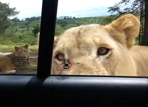León abre puerta de carro safari y aterra a familia en Sudáfrica
