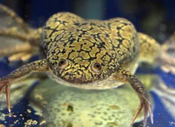 Luchar contra el cáncer con la rana que ha ganado el Nobel