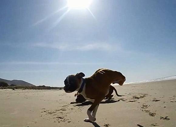 Un simpático perro de dos patas conquista la web