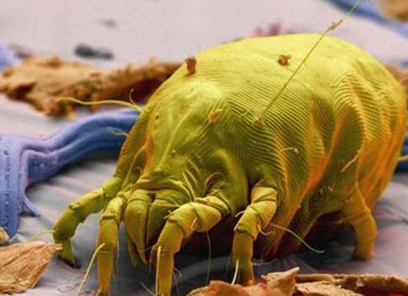 Bautizan nueva especie de ácaro con el nombre de J Lo