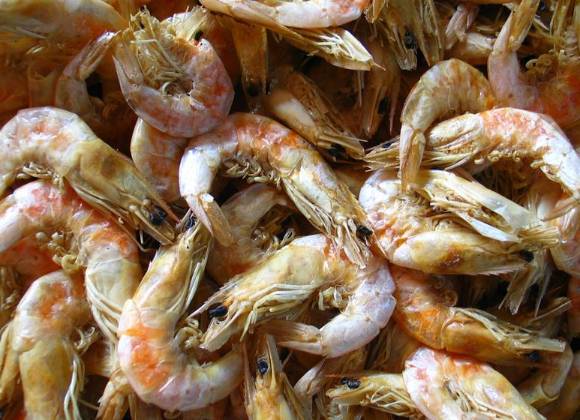 Publican veda para la pesca de camarón en Golfo de México y el Caribe