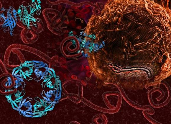 Virus, principales responsables de las infecciones respiratorias