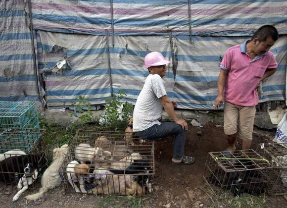 China y el consumo de carne de perro; tradición contra tabú