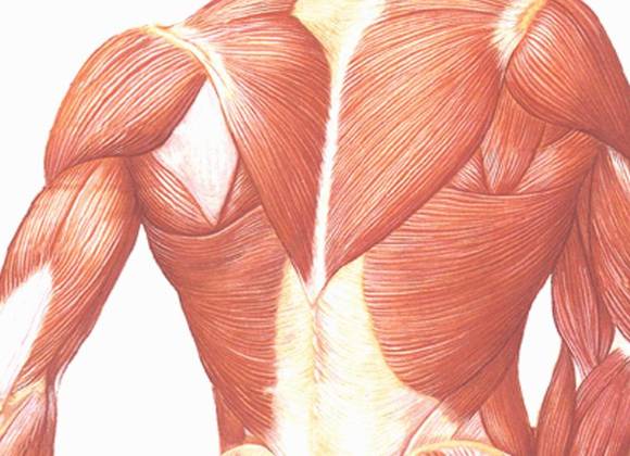 Tejido muscular es capaz de regenerarse a sí mismo