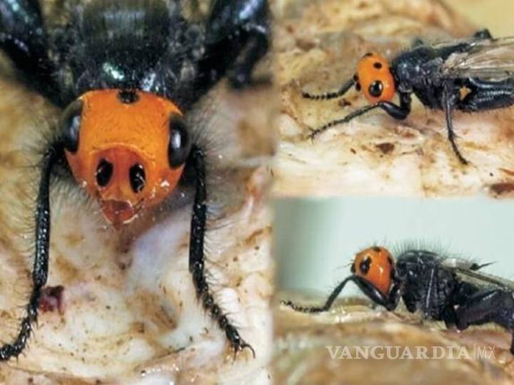 Mosca carnívora reaparece en Francia tras más de 100 años; se creía extinta