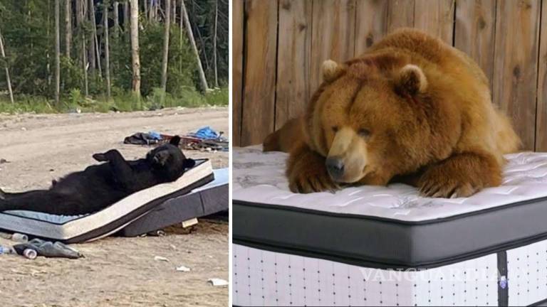 Spring Air’? fotografían a oso descansando en colchón abandonado en Canadá