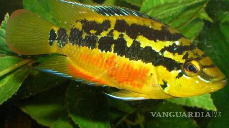 Ciclones y contaminación, amenazas para peces de costas mexicanas