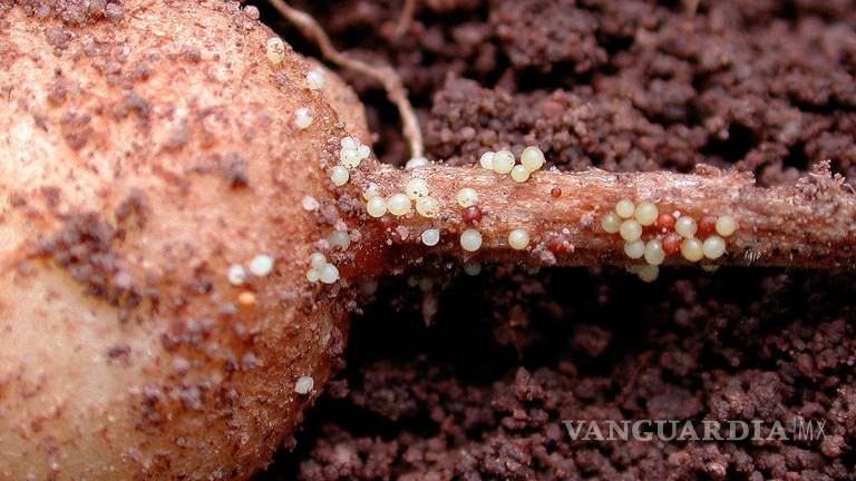 Patenta científica mexicana producto para control biológico de nematodo ...