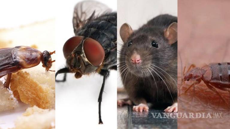 Ratas, cucarachas, moscas y chinches: ola de calor desata peligrosas plagas urbanas... ¿Qué ...